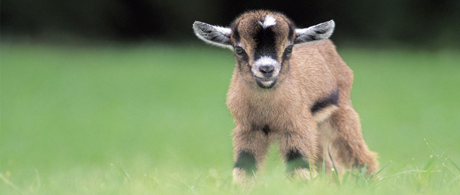 BalGo Farm, Goat Farm, Live Goat Faram, purchase goat, sell goat